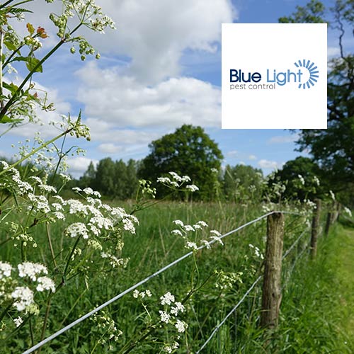 Professional Pest Exterminator Website Design | Wingnut Websites