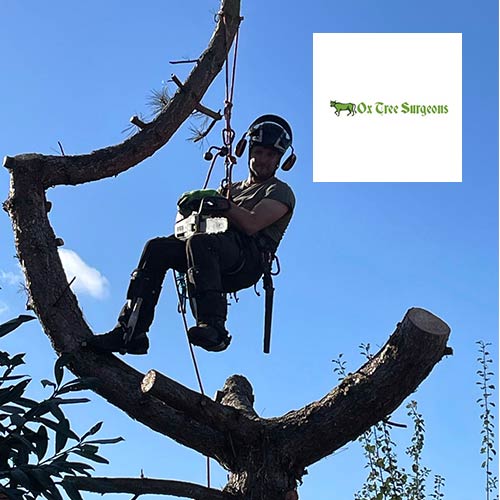Fully Qualified Tree Surgeon Web Design | Wingnut Websites